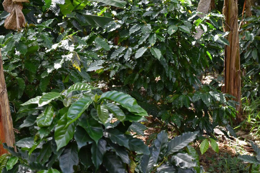 Puerto Rico Finca La Guaba, Honey Process Coffee | Obscure Coffee Roasters