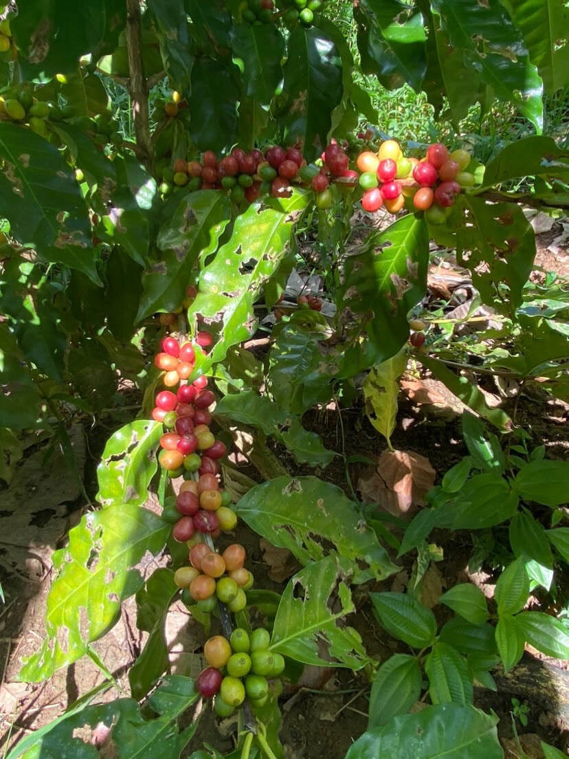 Puerto Rico Finca La Guaba, Honey Process Coffee | Obscure Coffee Roasters